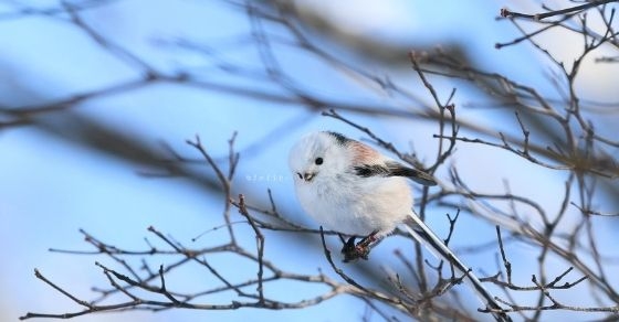 Shima Enaga: nàng tiên tuyết đáng yêu của Hokkaido | KILALA