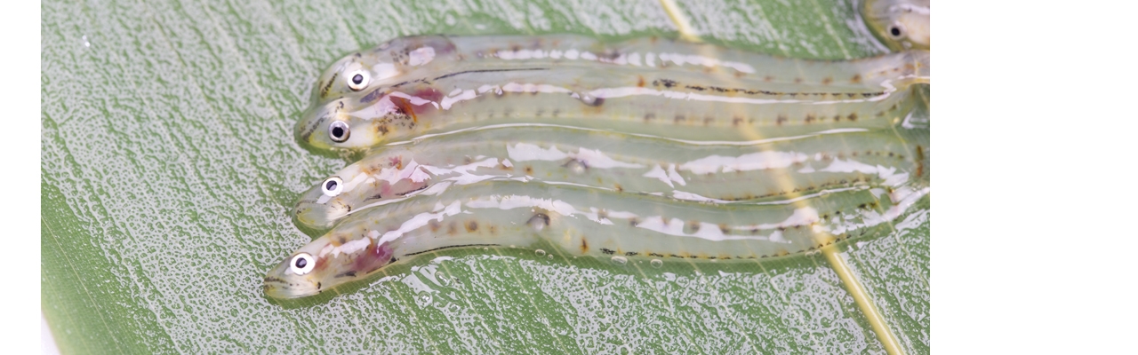 Shirouo no Odorigui: Món cá nhảy múa trong miệng | KILALA