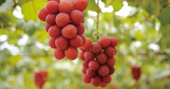 Ruby Roman: giống nho đắt nhất thế giới với giá 400 nghìn/quả? | KILALA