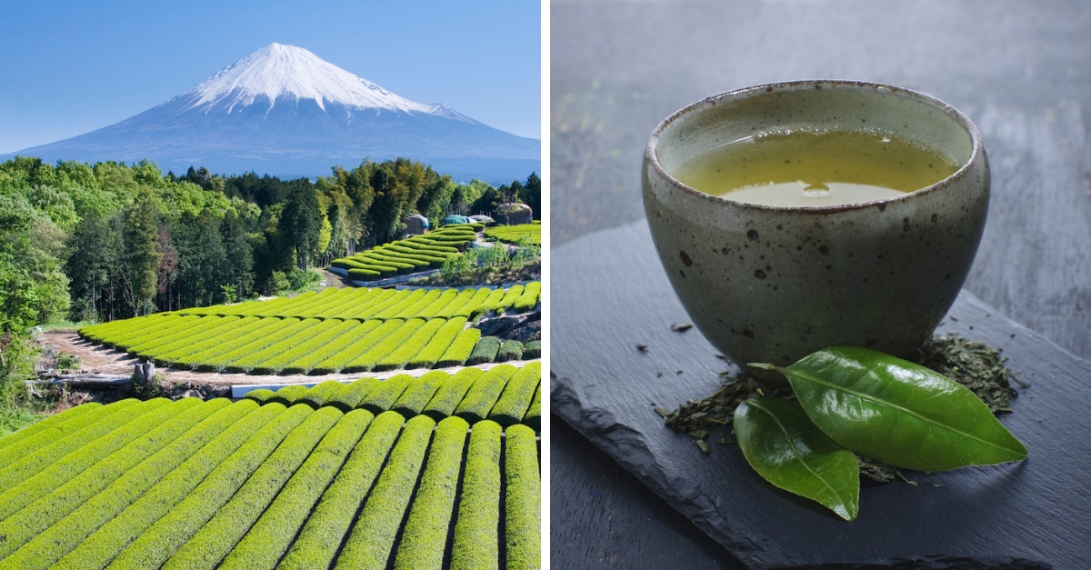 Shin-cha: Những lá trà tươi ngon nhất ngày xuân | KILALA