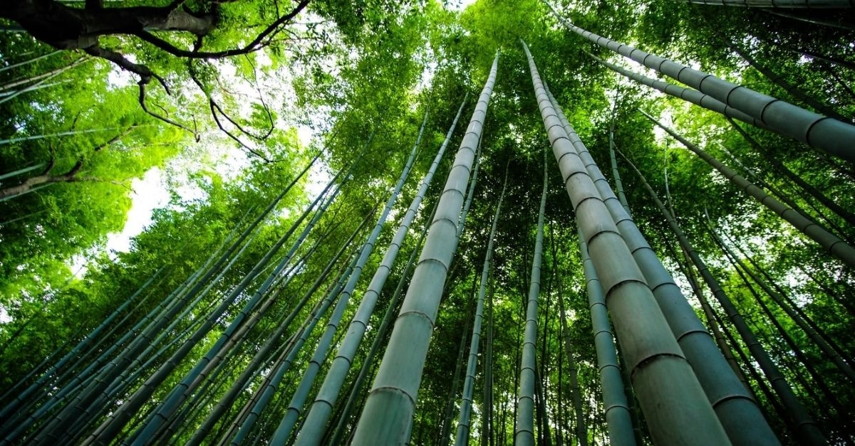 Cây tre: Biểu tượng sức mạnh tinh thần của người Nhật | KILALA