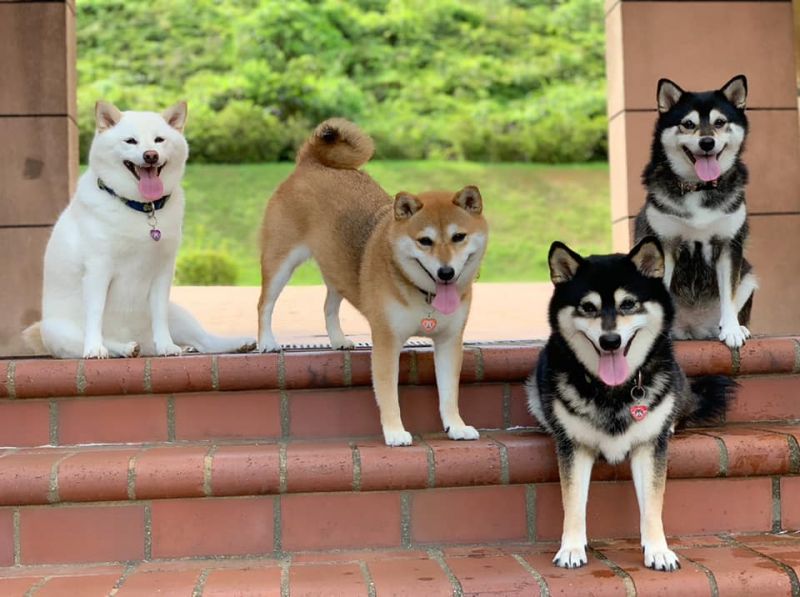 Gặp gỡ 4 bé Shiba đáng yêu đang khuấy đảo cộng đồng mạng | KILALA