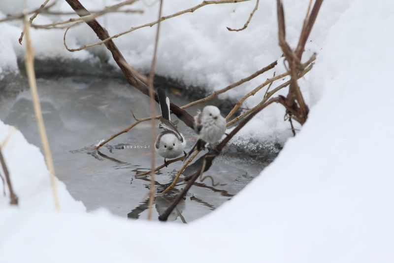 Shima Enaga: nàng tiên tuyết đáng yêu của Hokkaido | KILALA