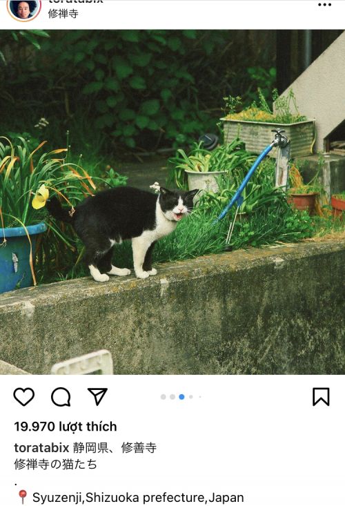 Mê mẩn hình ảnh đầy thi vị của những chú mèo ở nông thôn Nhật Bản | KILALA