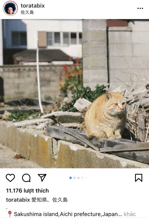 Mê mẩn hình ảnh đầy thi vị của những chú mèo ở nông thôn Nhật Bản | KILALA