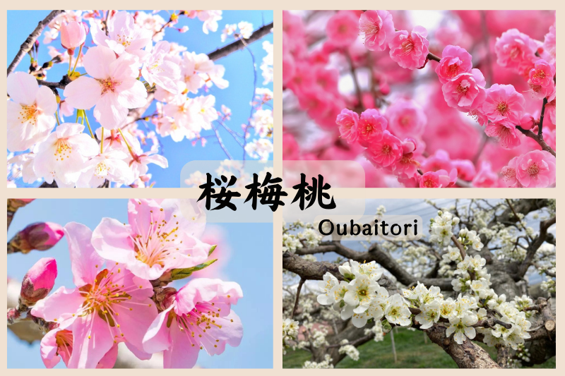 Oubaitori: Ý niệm “không so sánh” lấy cảm hứng từ những bông hoa | KILALA