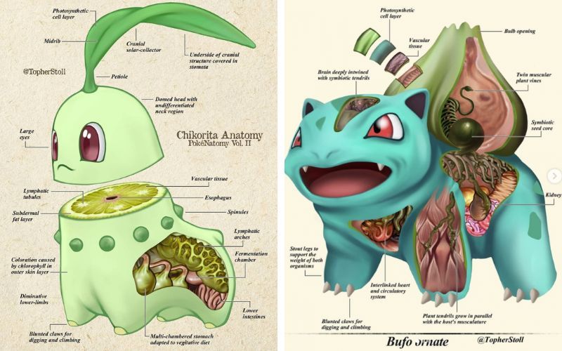 Pokénatomy - Độc đáo với việc giải phẫu Pokémon | KILALA