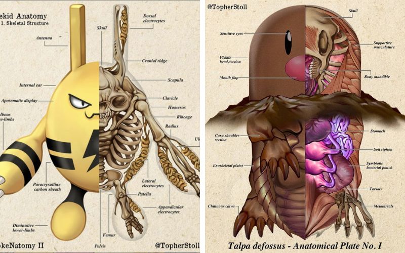 Pokénatomy - Độc đáo với việc giải phẫu Pokémon | KILALA