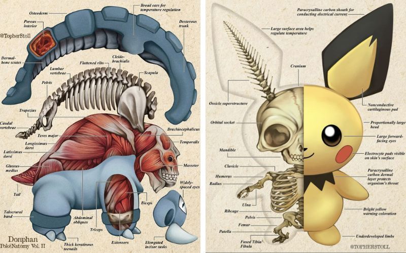 Pokénatomy - Độc đáo với việc giải phẫu Pokémon | KILALA