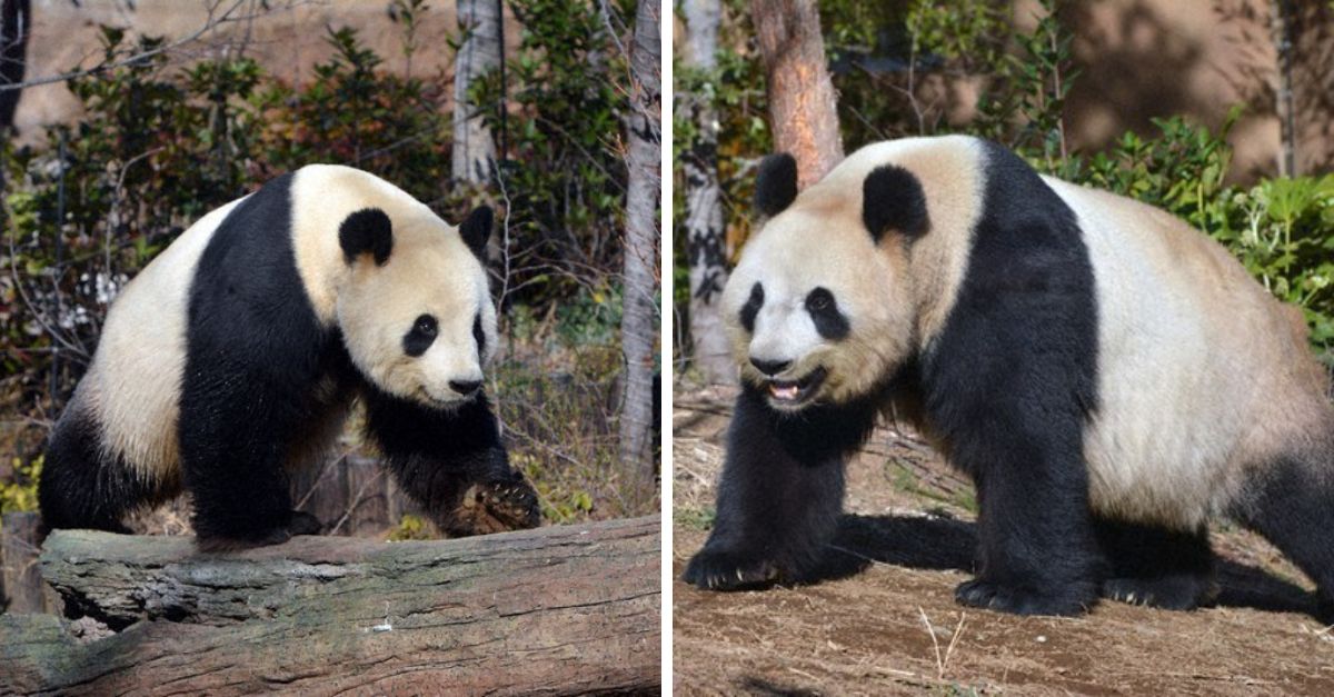 Cặp gấu trúc Shin Shin và Ri Ri sẽ về lại Trung Quốc vào cuối tháng 9 ...