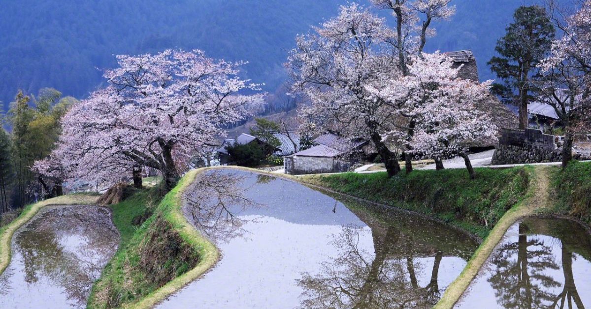 Mối quan hệ giữa hoa anh đào và nghề trồng lúa | KILALA