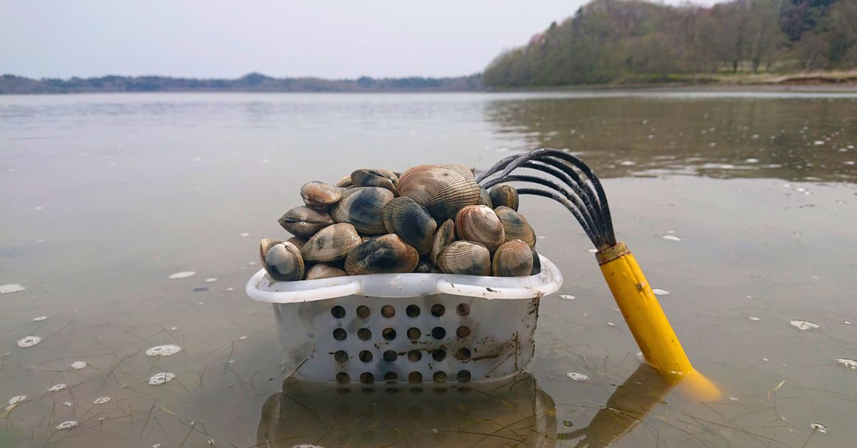 Shiohigari - Hoạt động cào nghêu mùa hè tại Nhật | KILALA